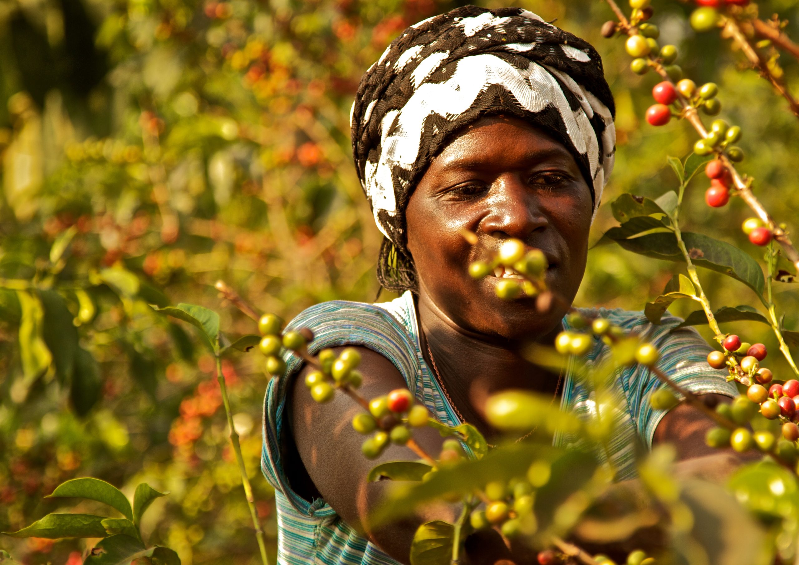 Coffee Picker